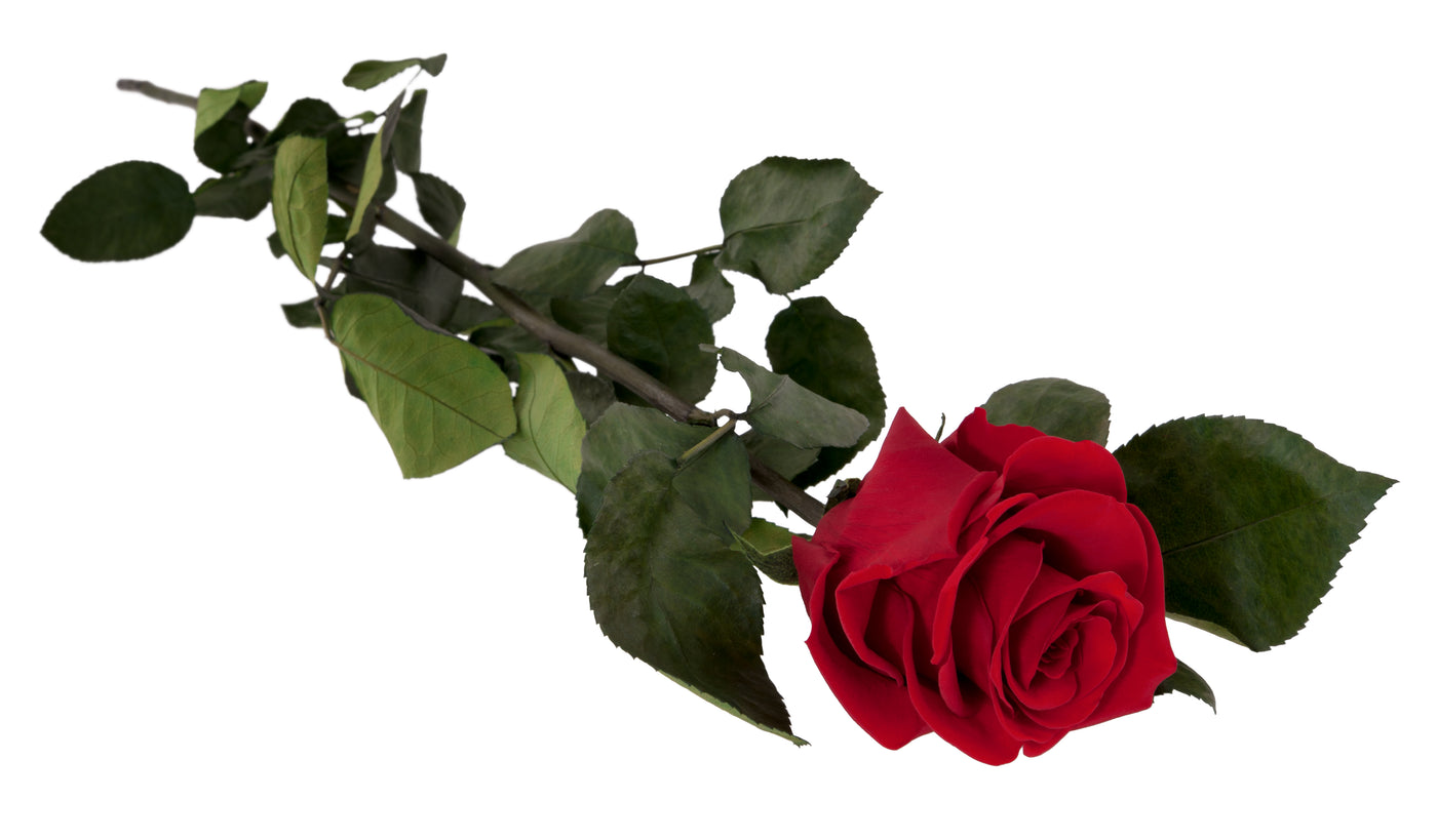 Infinite Statement Rose – OnlyRoses - Qatar