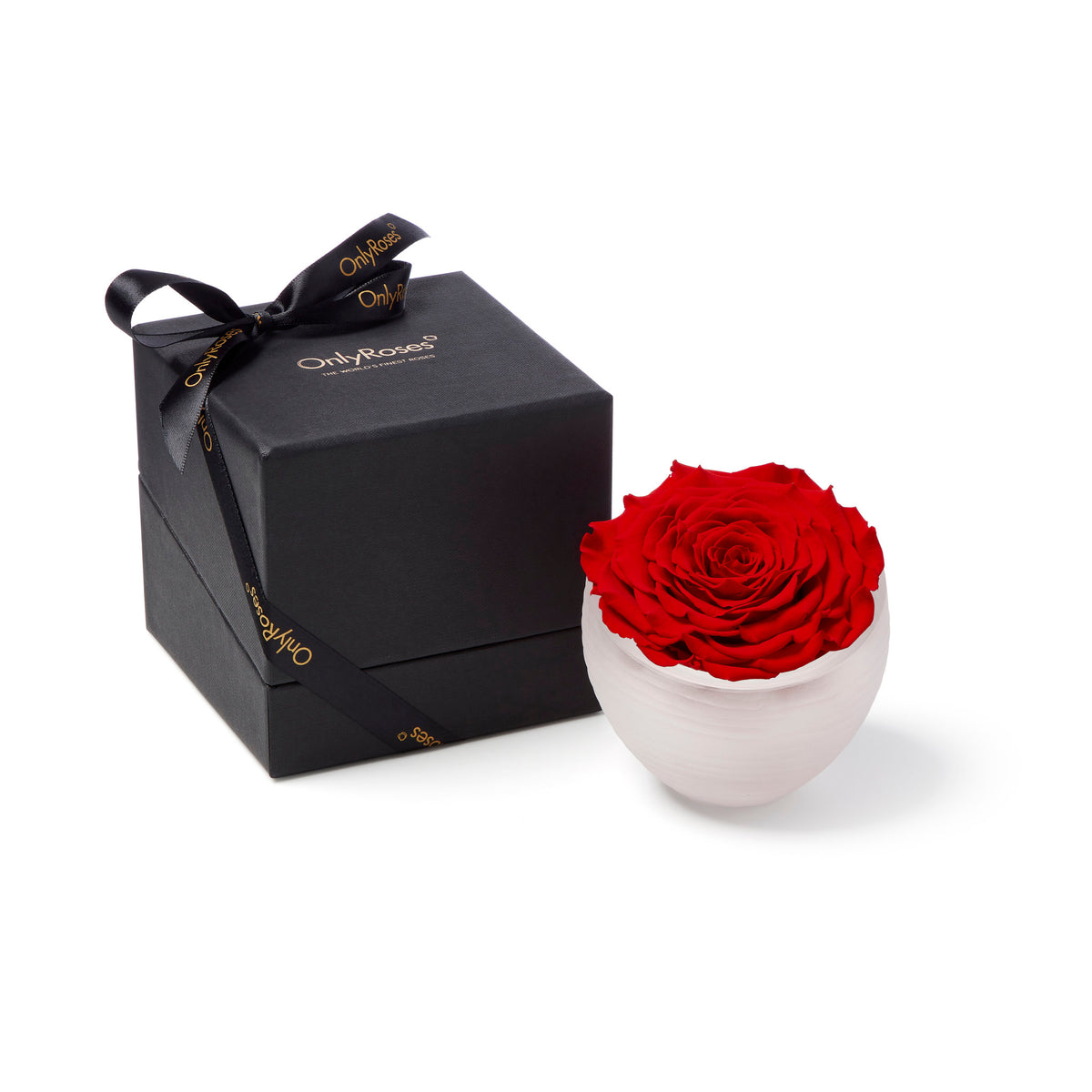 Infinite Rose Blanc - Red Tones | OnlyRoses - Qatar