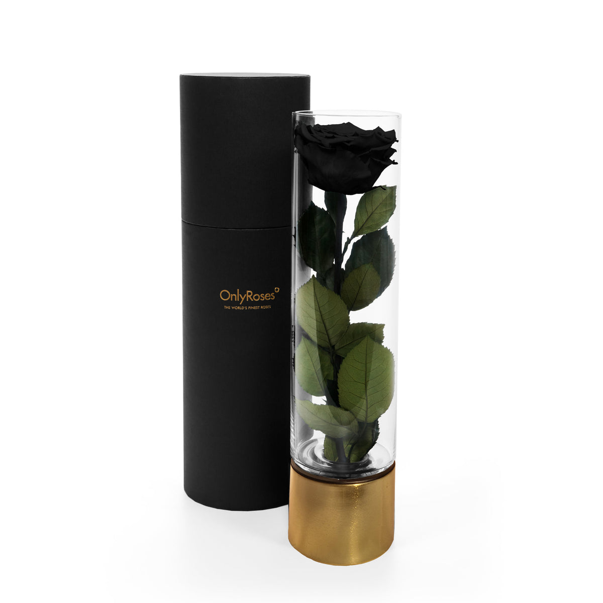 Infinite Rose Ebony - Dark Tones | OnlyRoses - Qatar