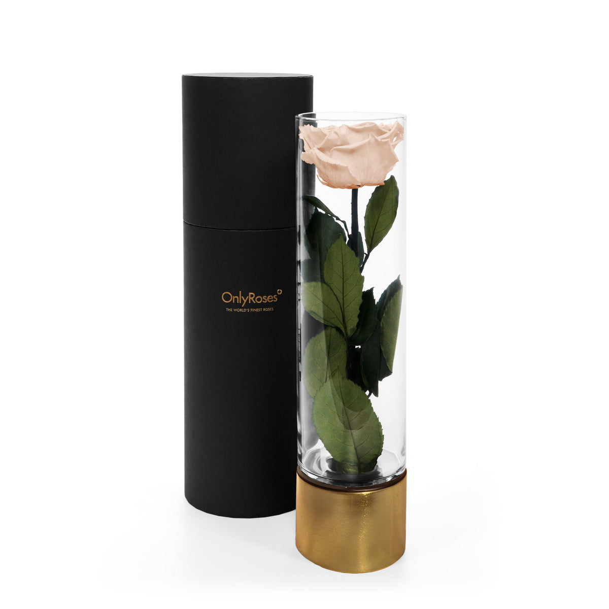 Infinite Rose Ebony - Light Tones | OnlyRoses - Qatar