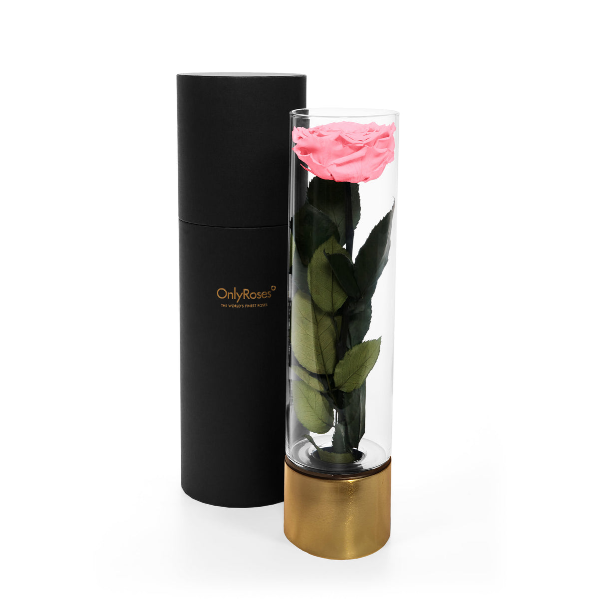 Infinite Rose Ebony - Pink Tones | OnlyRoses Qatar