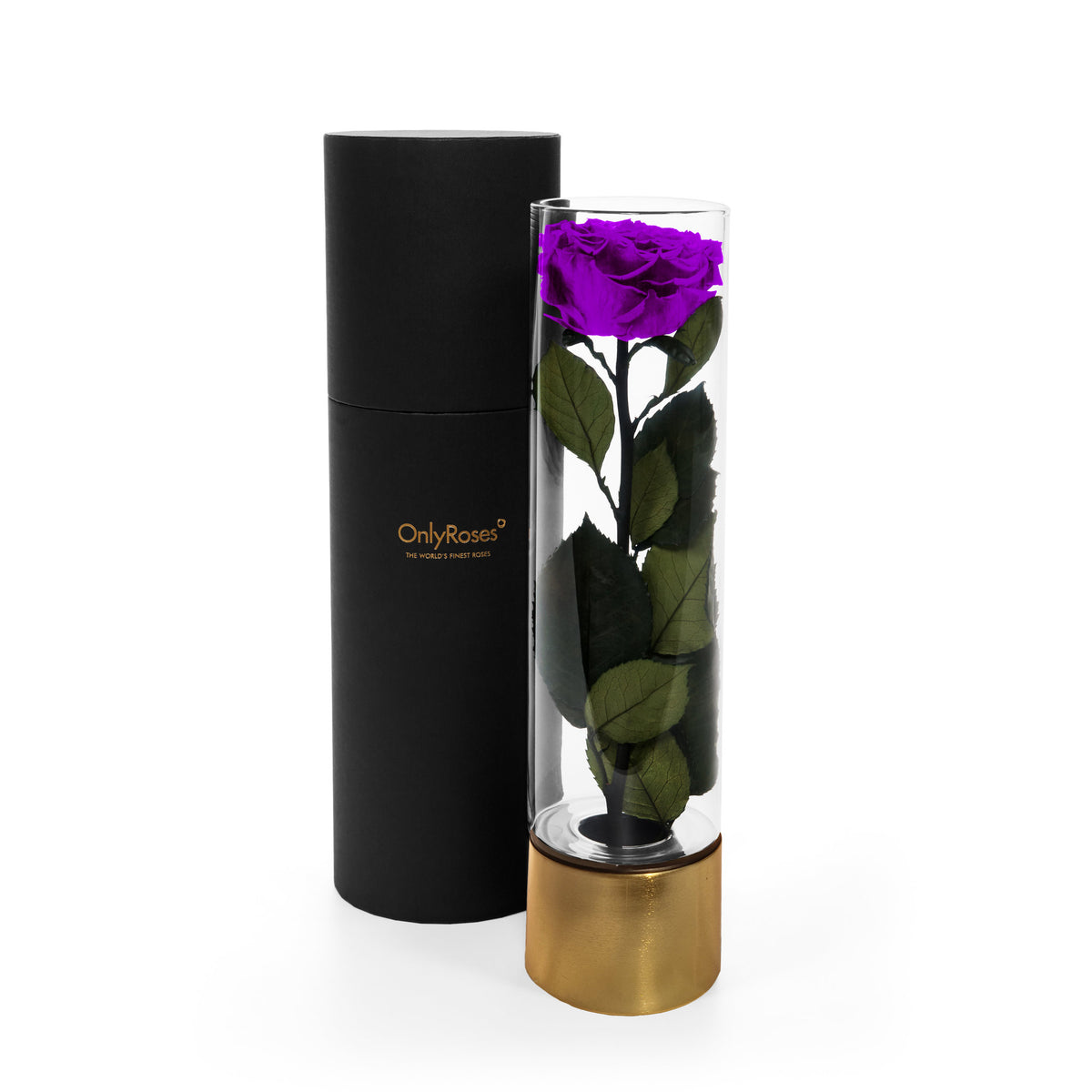 Infinite Rose Ebony - Bright Tones | OnlyRoses - Qatar
